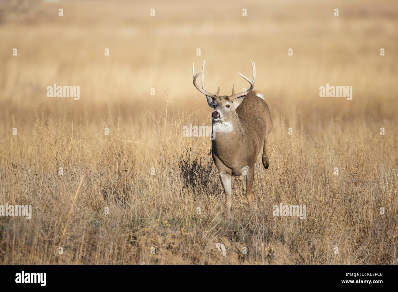 Whitetail buck during the autumn rut in Colorado Stock Photo - Alamy