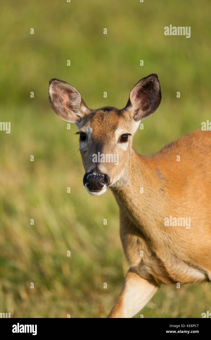 Whitetail deer doe hi-res stock photography and images - Alamy