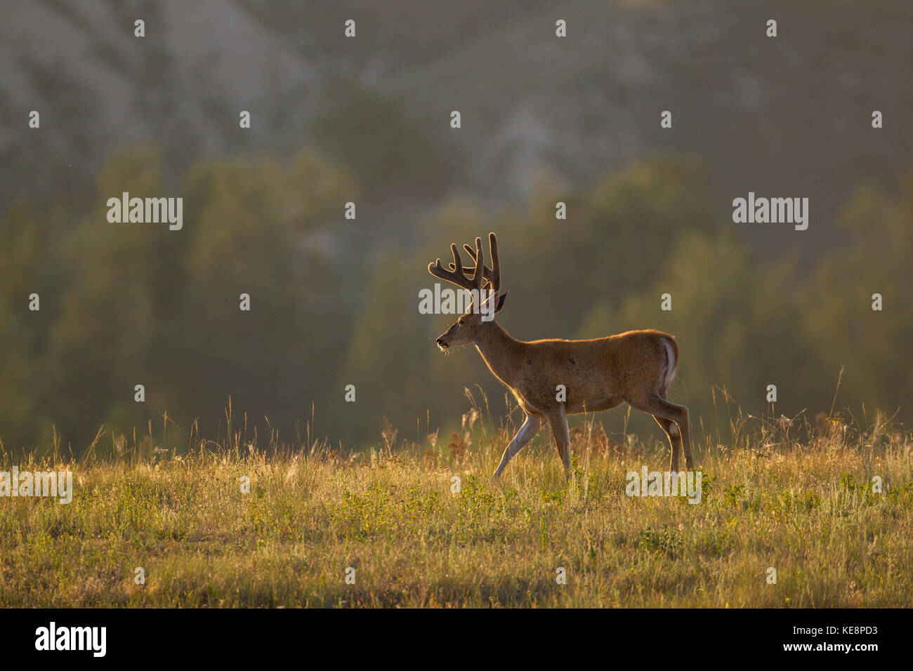 Whitetail deer buck in summer hi-res stock photography and images - Alamy