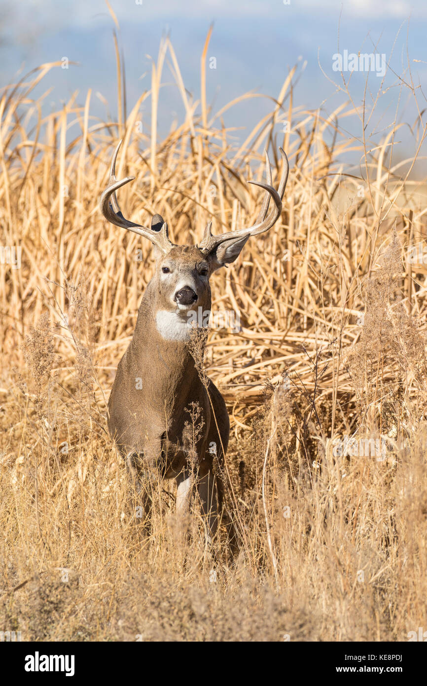 Whitetail buck during the autumn rut at edge of marsh Stock Photo - Alamy