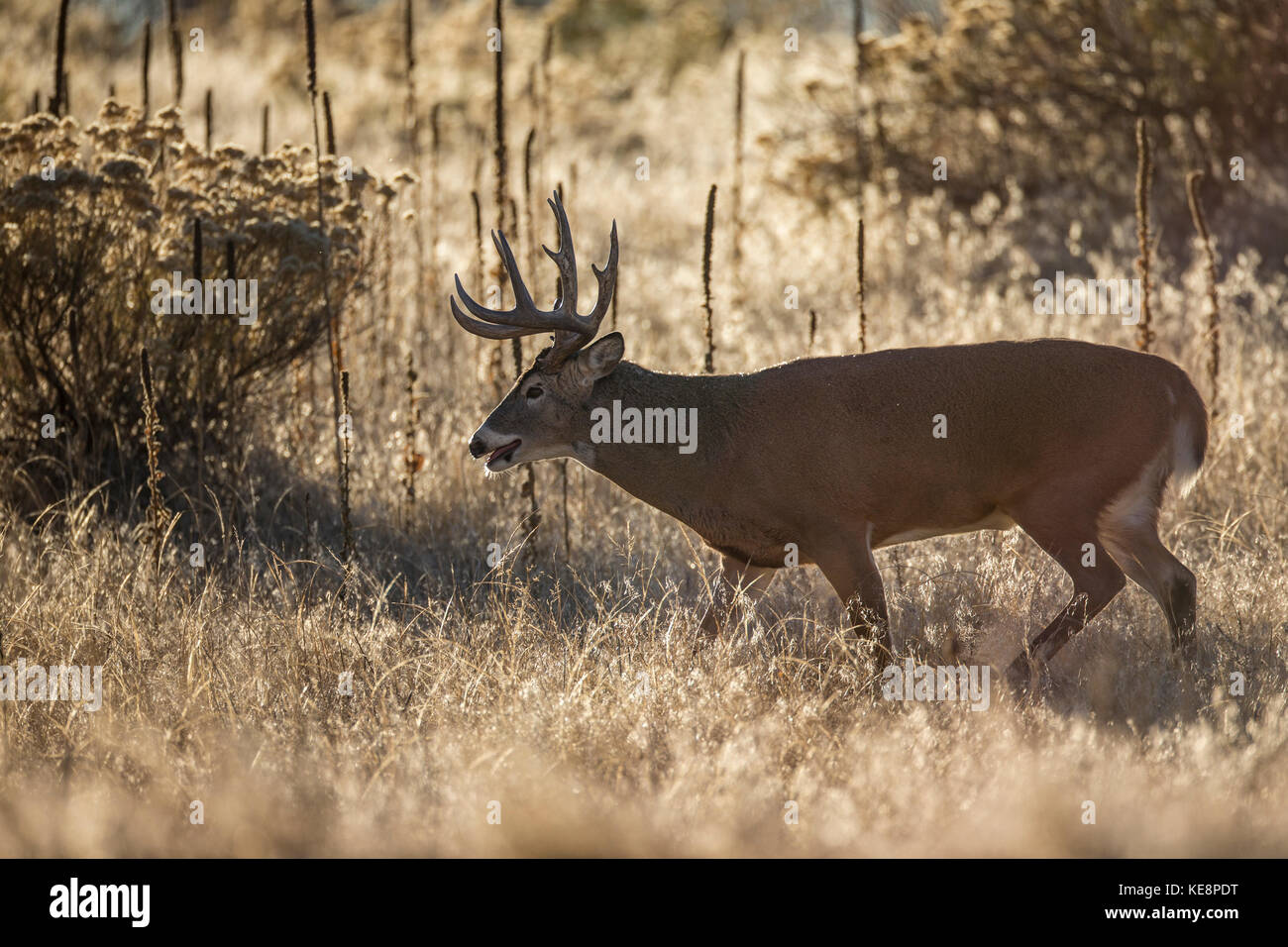 Whitetail buck during the autumn rut Stock Photo - Alamy