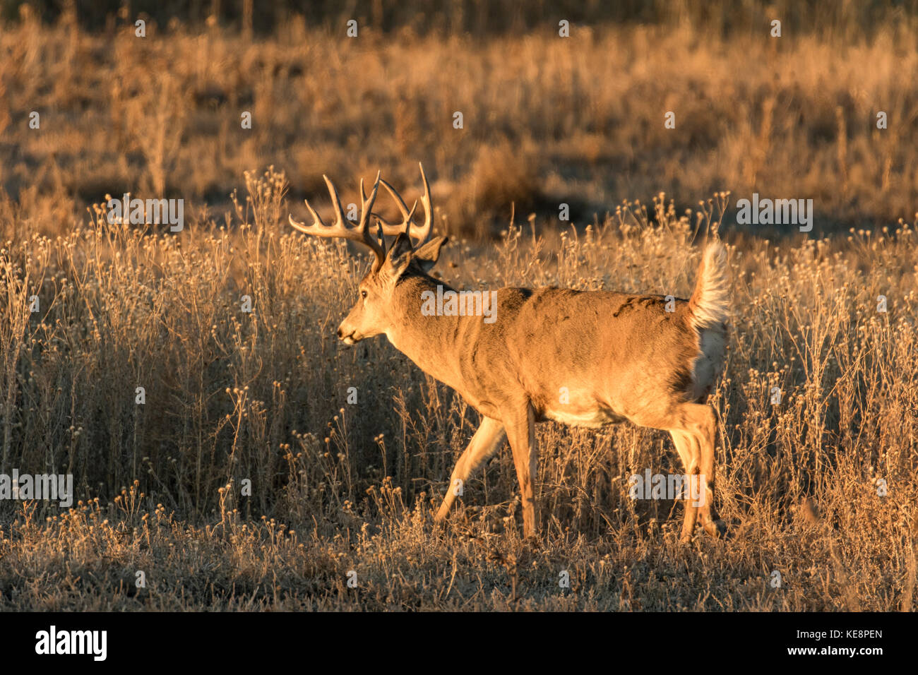 Flagging hi-res stock photography and images - Alamy