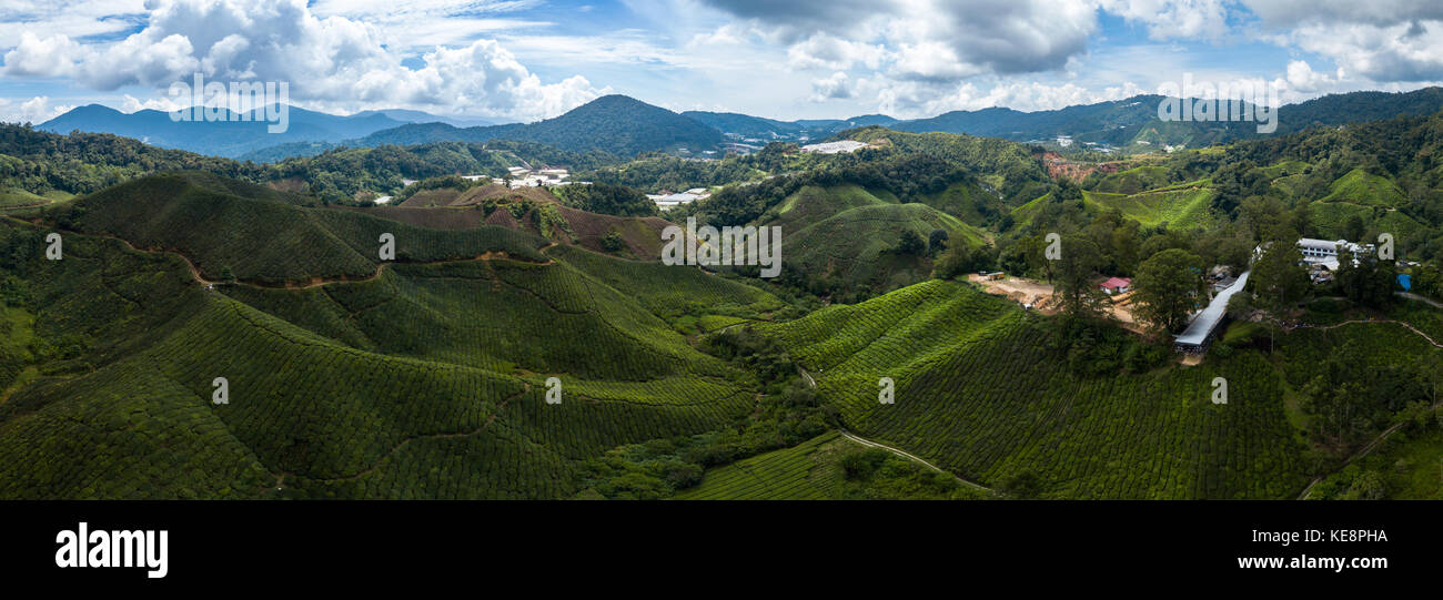 Aerial panoramic greenery view of tea plantation highlands with tea ...