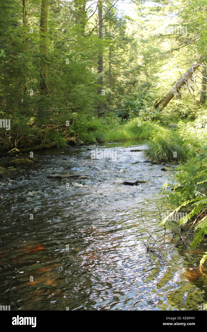 Upstream view of Roaring Brook in Connecticut Stock Photo - Alamy