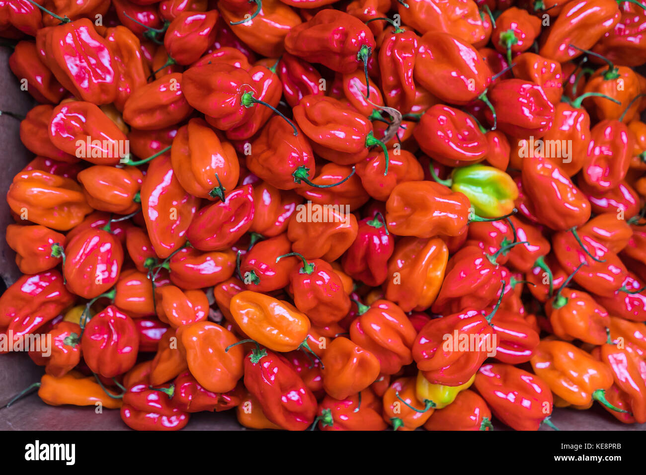Scotch Bonnet Peppers (ata rodo Stock Photo - Alamy