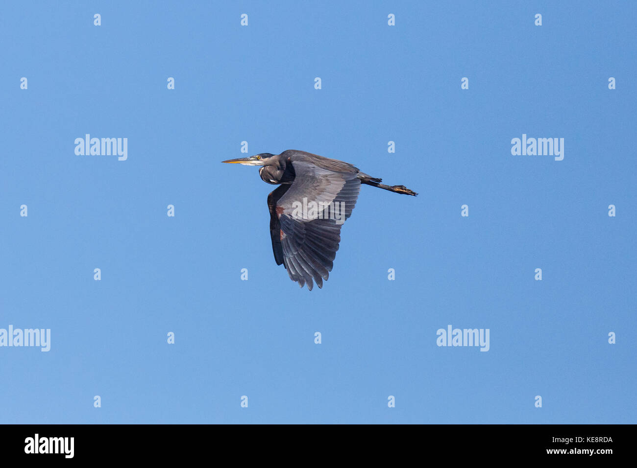 Wings pointed down hi-res stock photography and images - Alamy