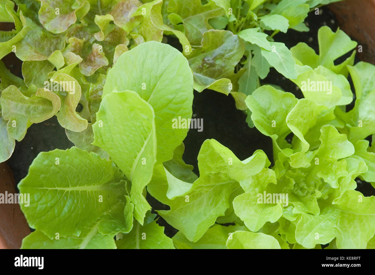 lettuce plants in kitchen garden Stock Photo - Alamy