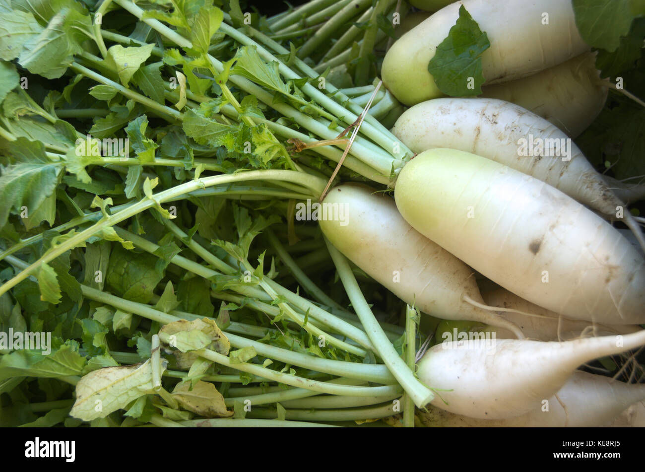 Légume d'hiver hi-res stock photography and images - Alamy