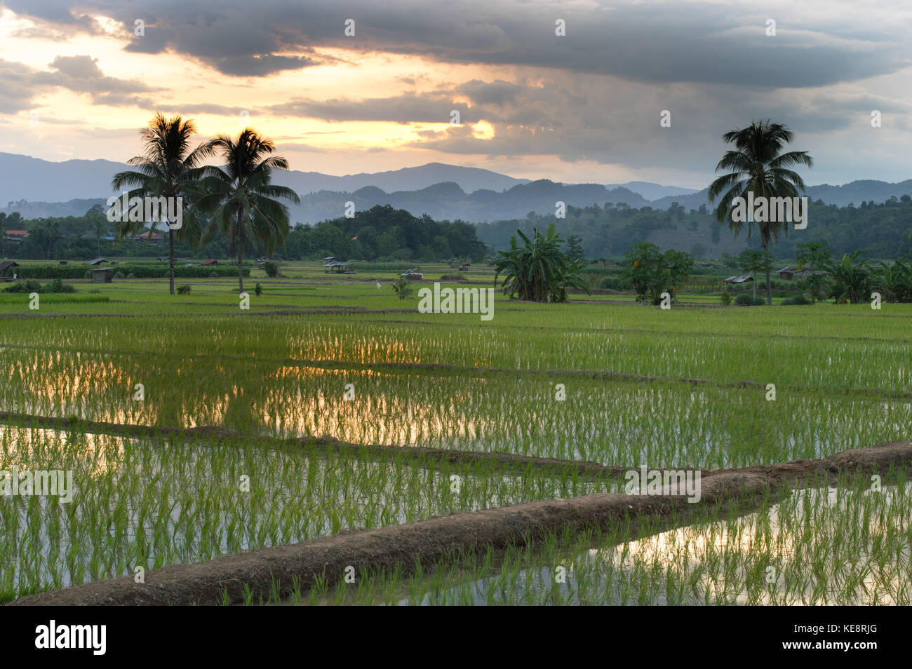 Rice field in the countryside in the evening Stock Photo - Alamy
