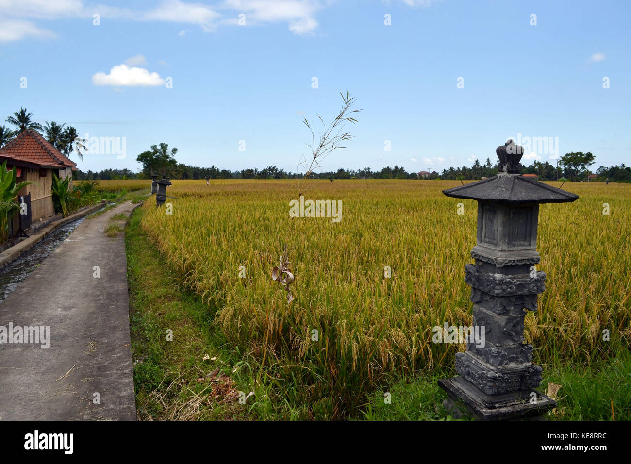 The rice field in Ubud - Bali. A simple view yet amazingly it can be so ...