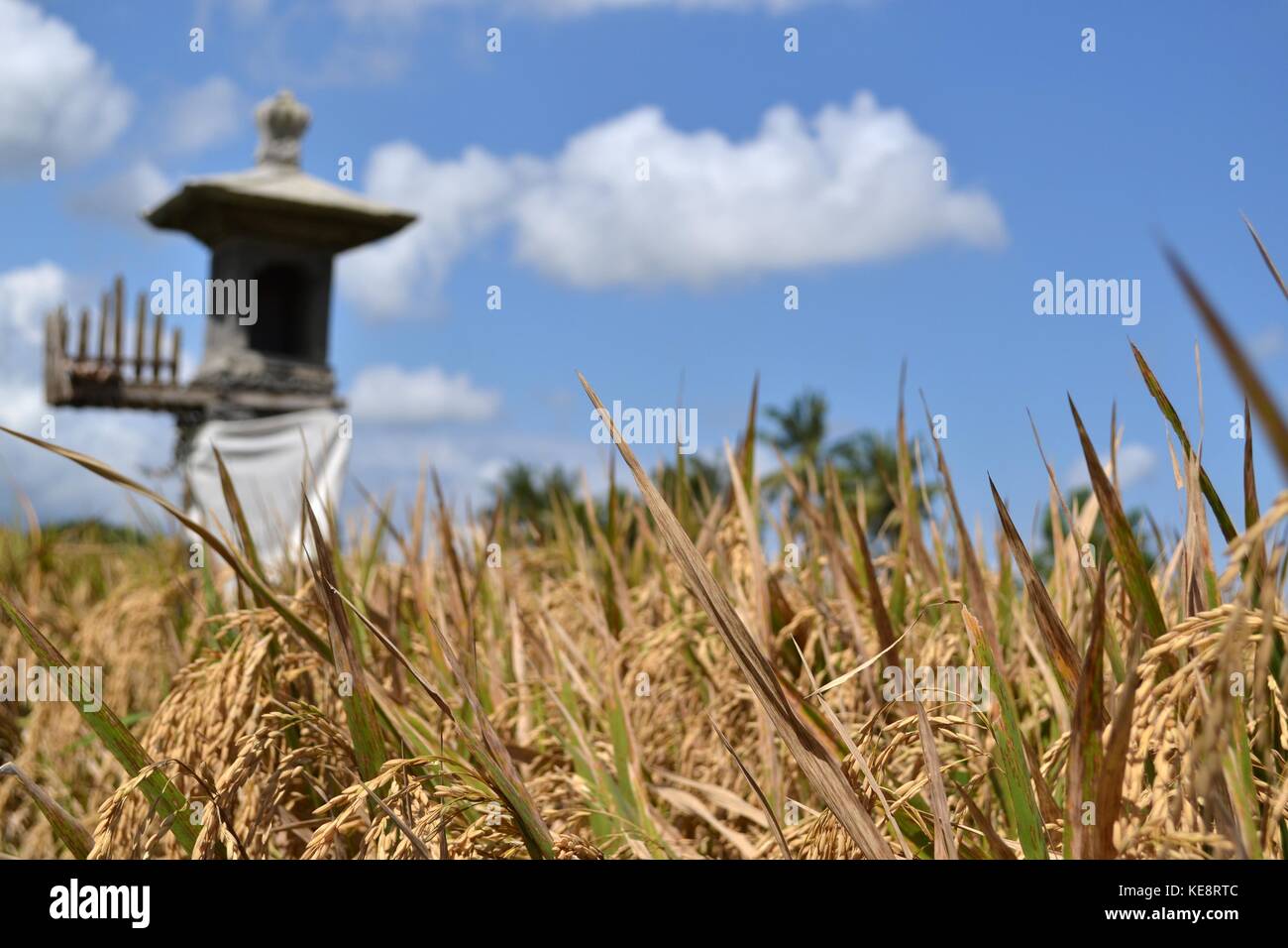 The rice field in Ubud - Bali. A simple view yet amazingly it can be so ...