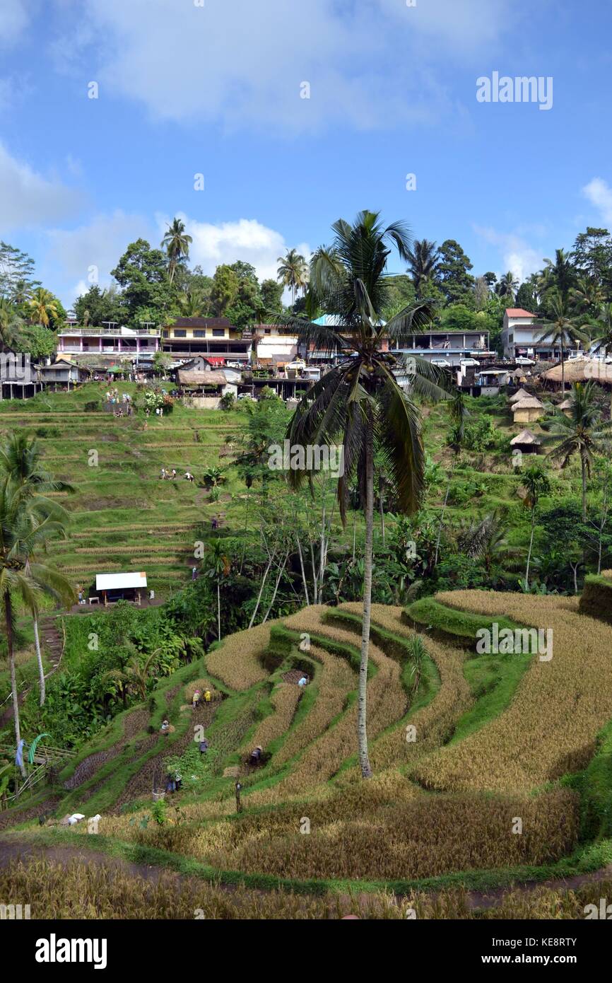 The rice field in (around Jatiluwih and Ubud). It's constructed using a ...