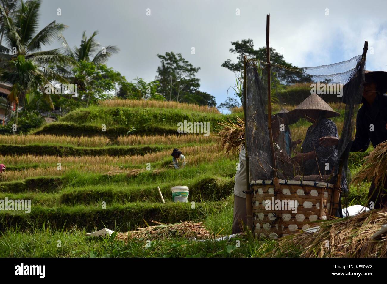 The rice field in Bali. It's constructed using a philosophy of 'subak ...