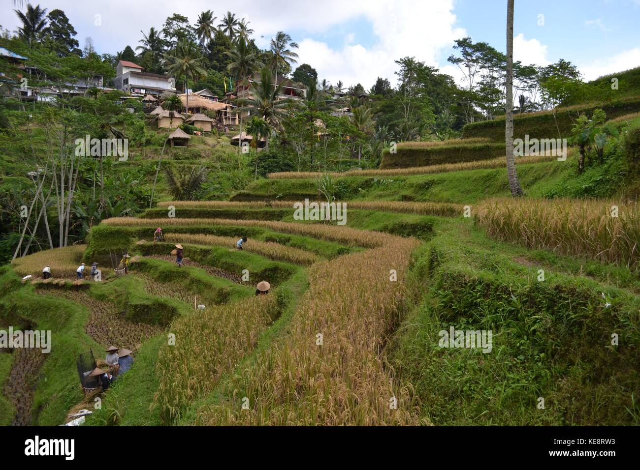 The rice field in Bali. It's constructed using a philosophy of 'subak ...