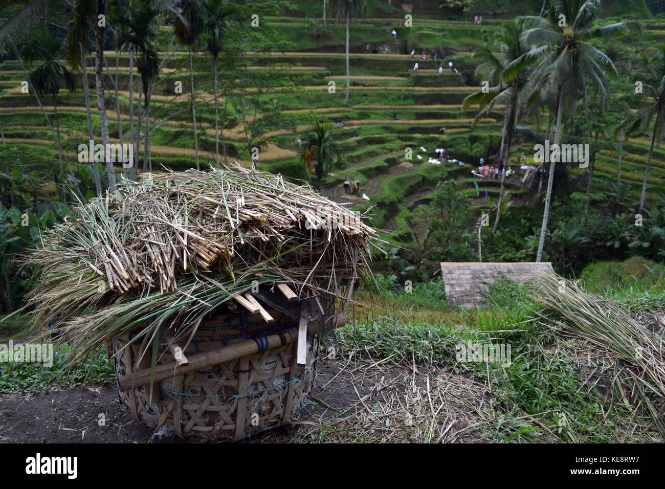 The rice field in Bali. It's constructed using a philosophy of 'subak ...
