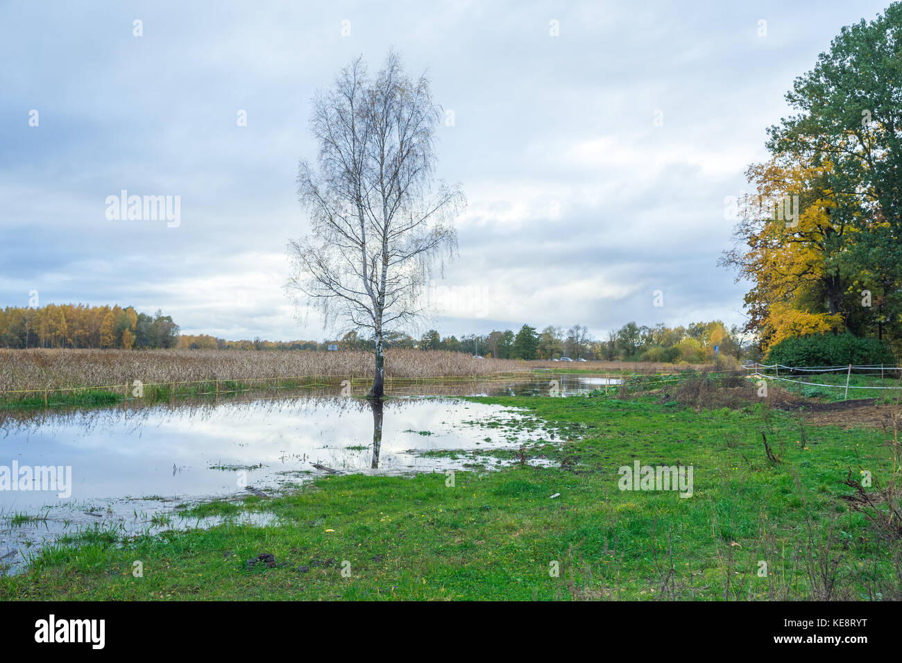 Lake in Riga, district Jugla. Autumn, yellow tree leaves, lake and ...