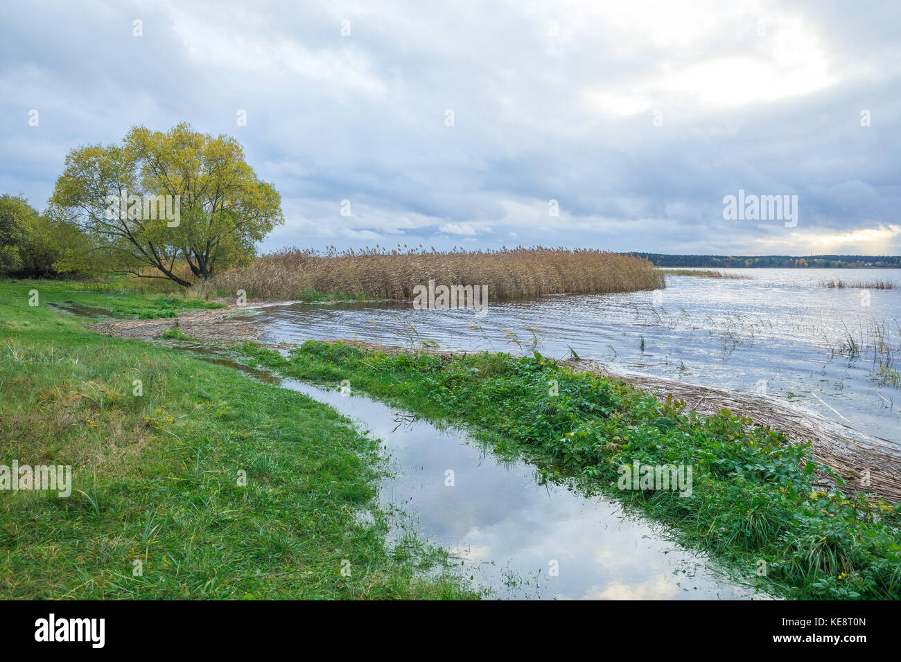 Lake in Riga, district Jugla. Autumn, yellow tree leaves, lake and ...