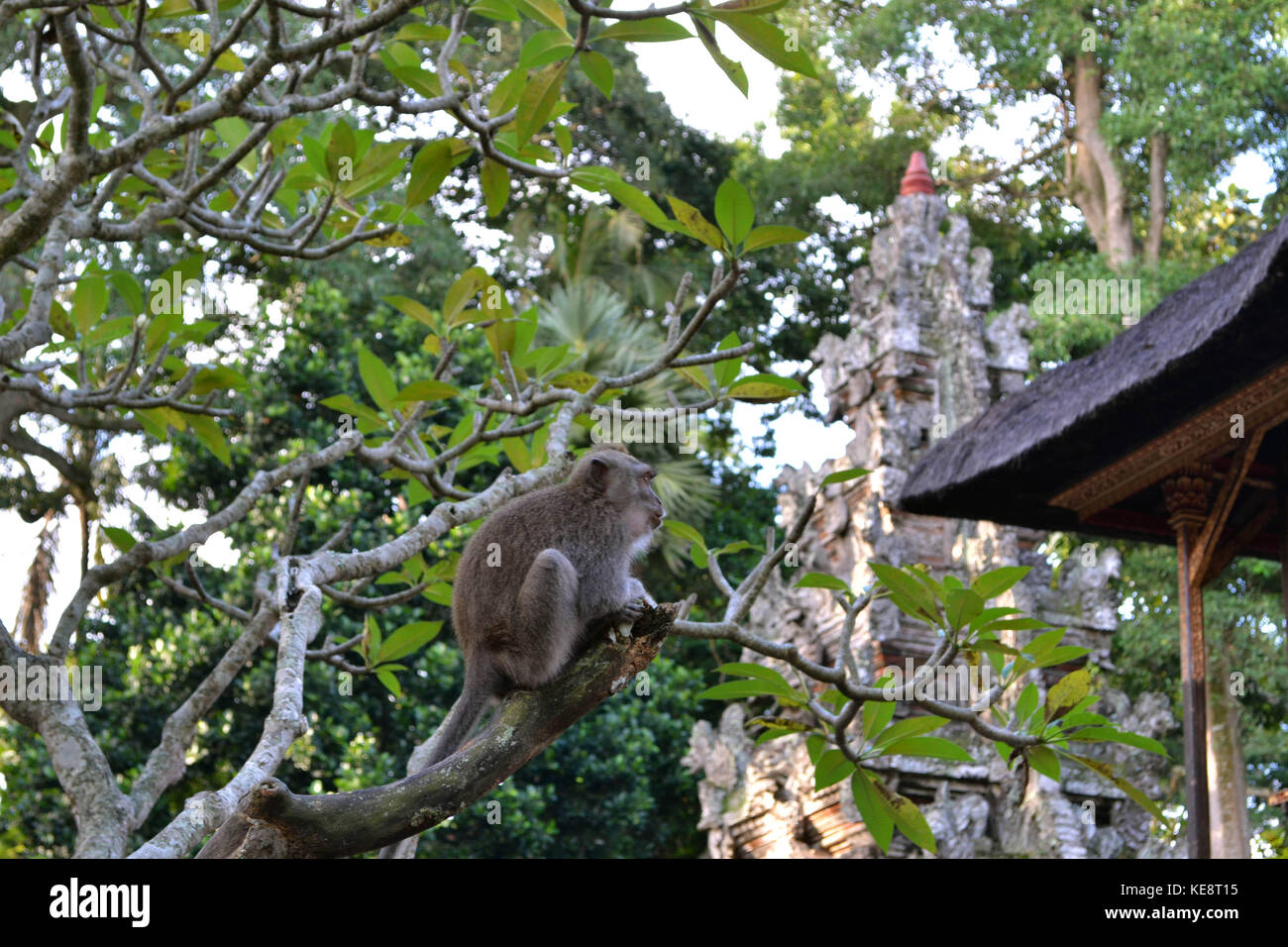 Monkey in the temple. Monkey Forest, Ubud, Bali, Indonesia Stock Photo ...
