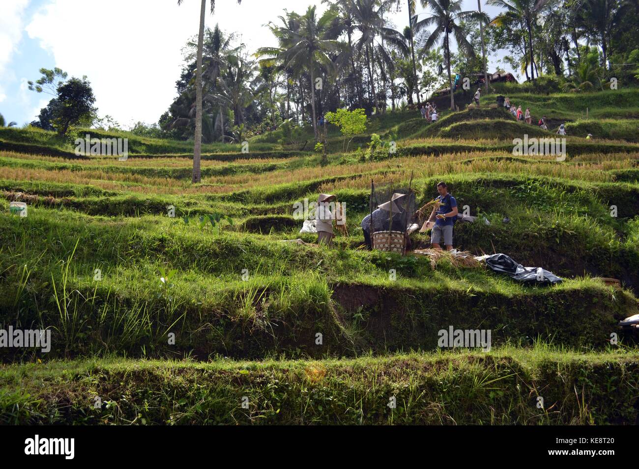 The rice field in Bali. It's constructed using a philosophy of 'subak ...