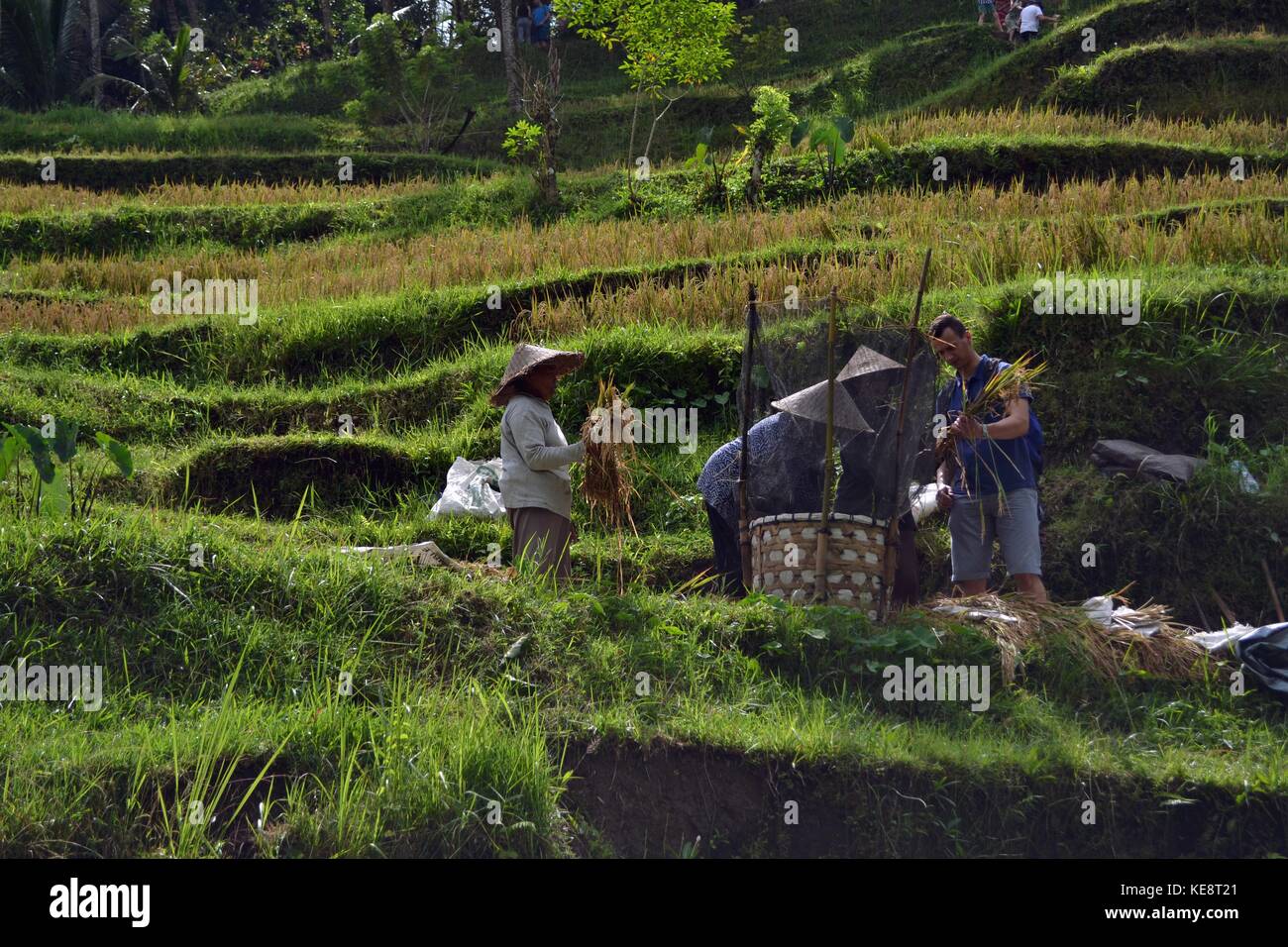 The rice field in Bali. It's constructed using a philosophy of 'subak ...