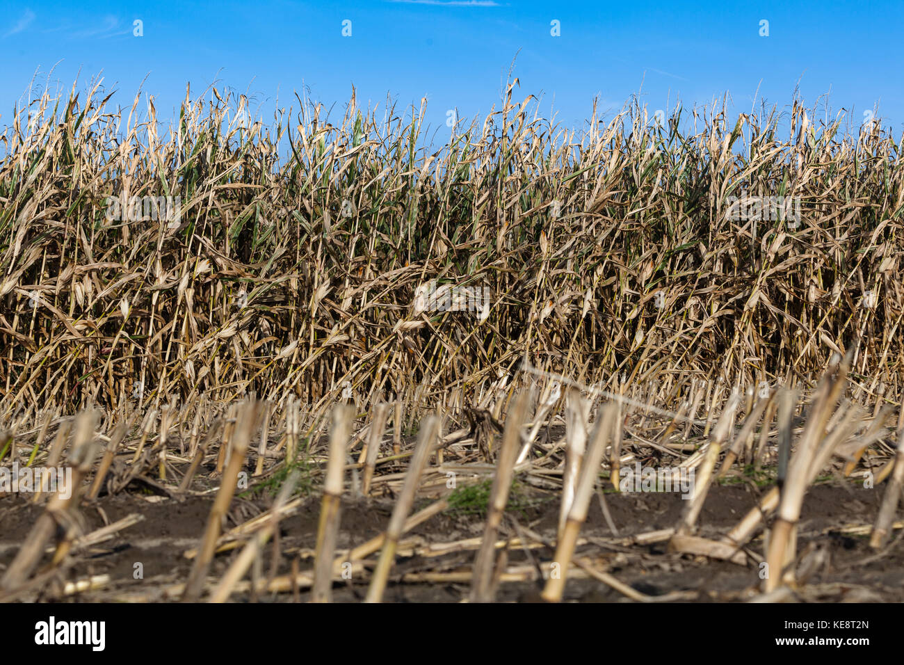 Field of maize - popular source of fodder. Central Poland, Europe Stock ...