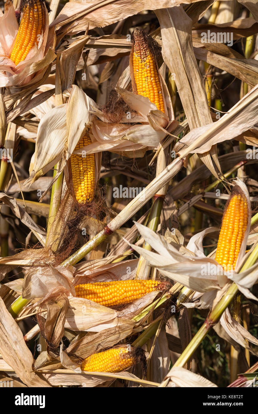 Maize cobs closeup - popular fodder. Central Poland, Europe Stock Photo ...