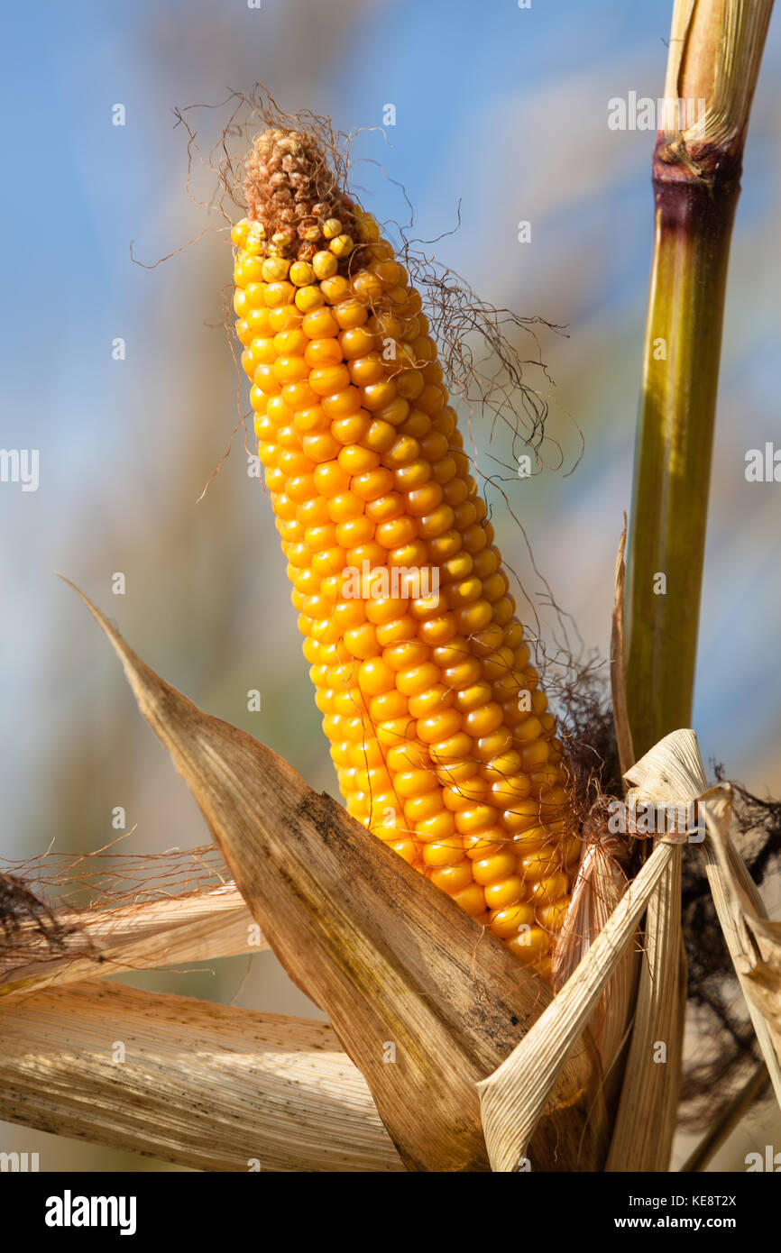 Maize cobs closeup - popular fodder. Central Poland, Europe Stock Photo ...