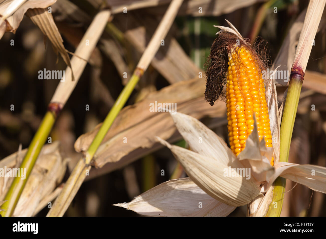 Maize cobs closeup - popular fodder. Central Poland, Europe Stock Photo ...