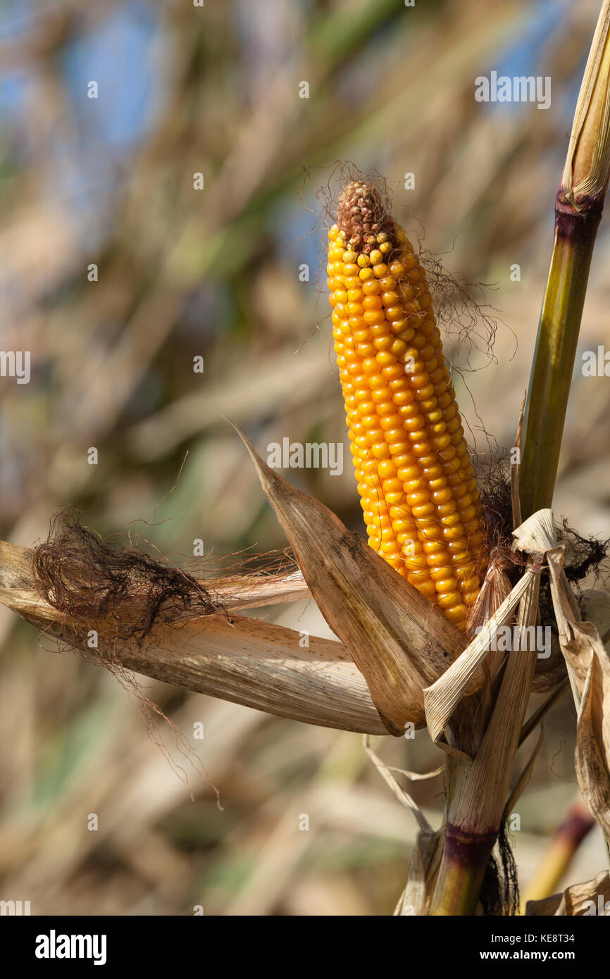 Maize cobs closeup - popular fodder. Central Poland, Europe Stock Photo ...