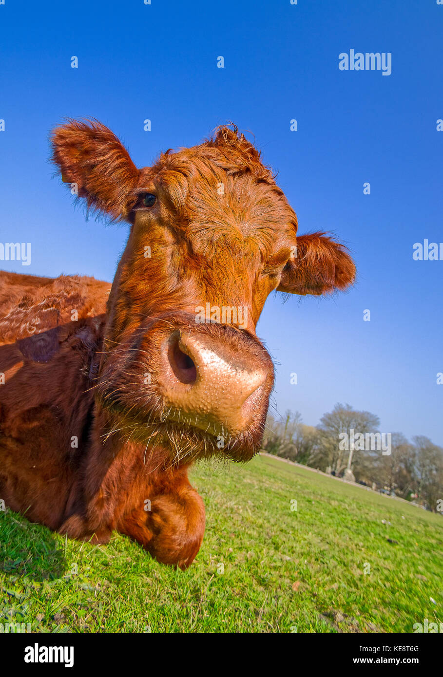 Close up of a very sweet cow looking rather funny in the New Forest ...