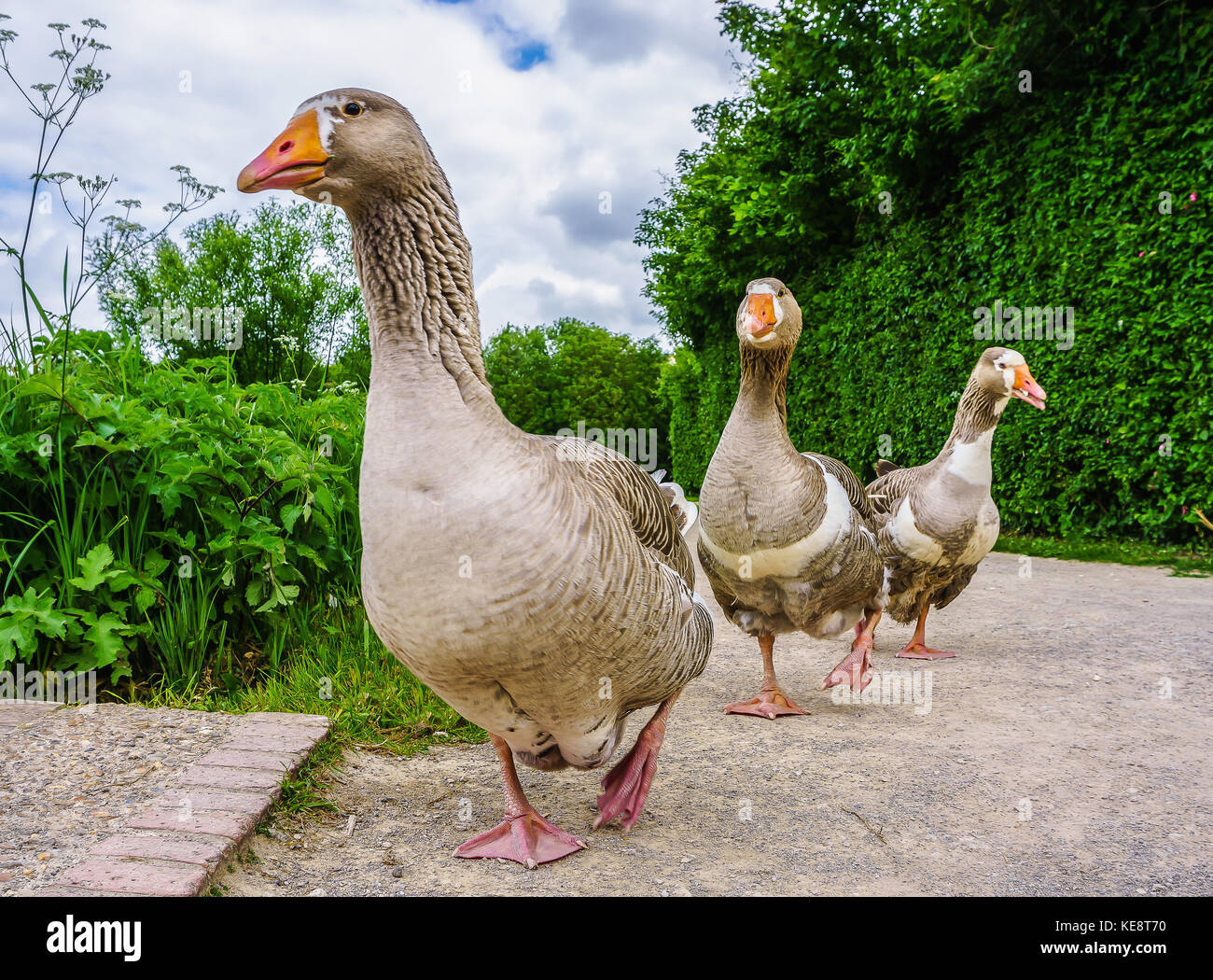 Geese walking in park hi-res stock photography and images - Alamy