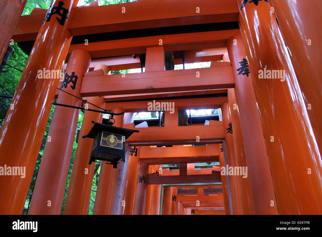 A lantern hangin in the line of gates at Fushimi Inari Shrine in Kyoto ...
