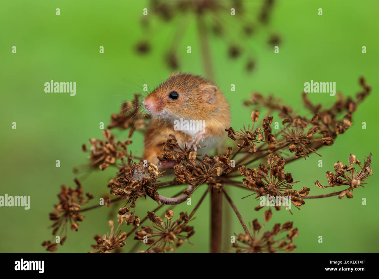 Eurasian Harvest mouse on a hedge Stock Photo - Alamy