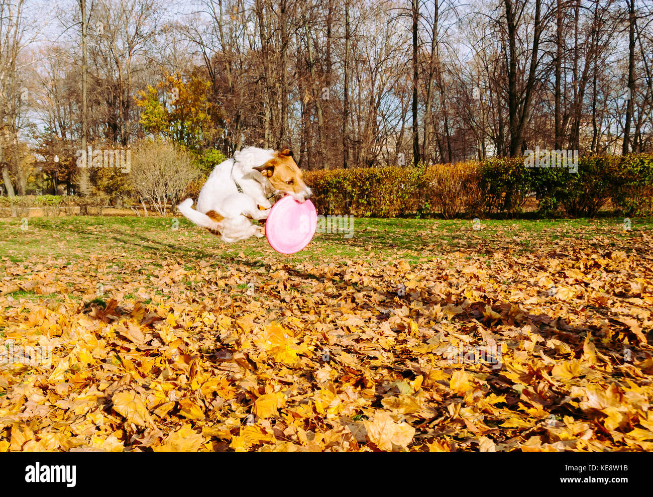 Dog park agility equipment hi-res stock photography and images - Alamy