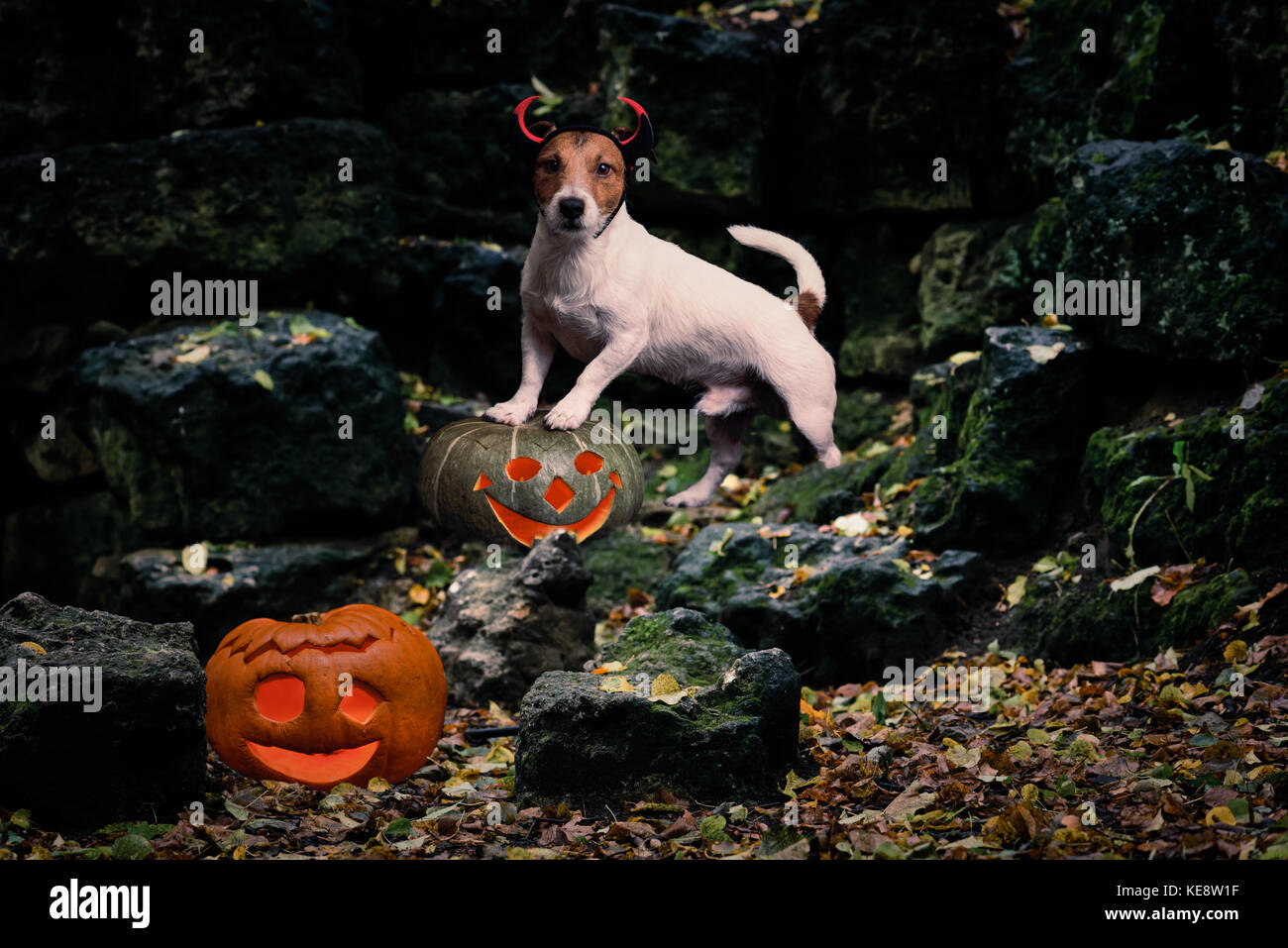 Devil dog and Halloween pumpkins at ruins of castle as haunted house ...