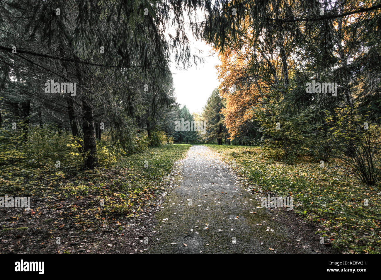 old forest path Stock Photo - Alamy