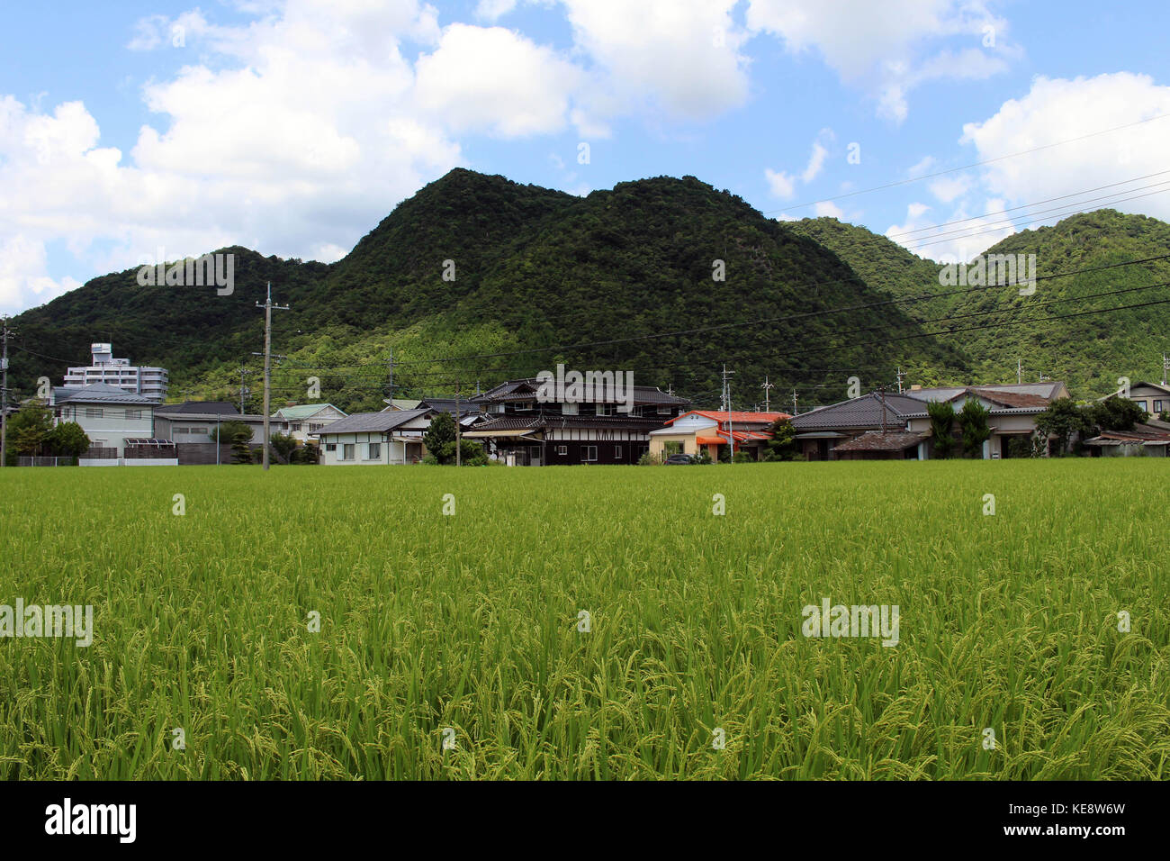 A suburban life in Japan. Houses next to ricefield. Pic was taken in ...