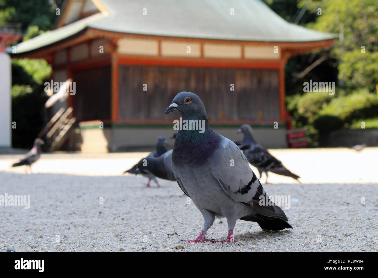 Dole japan hi-res stock photography and images - Alamy
