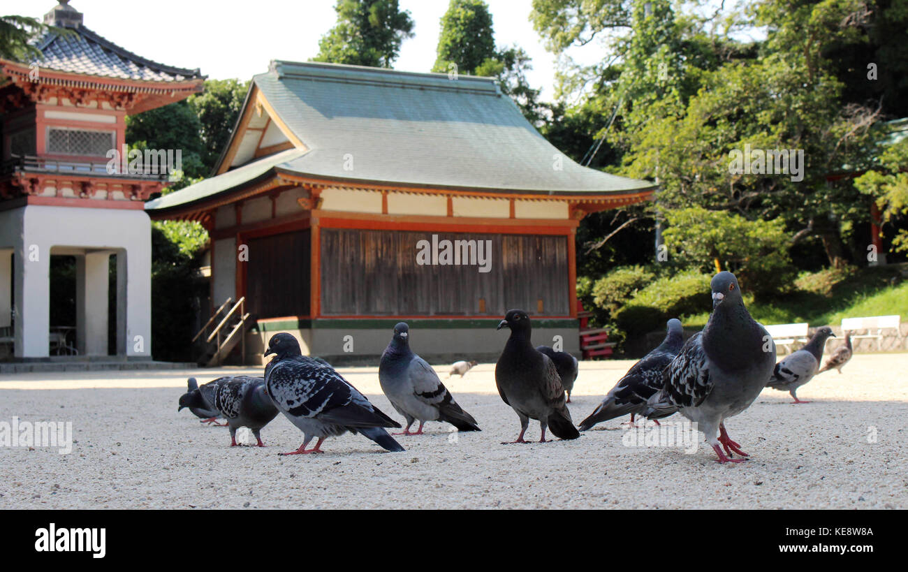 Japanese doves hi-res stock photography and images - Alamy