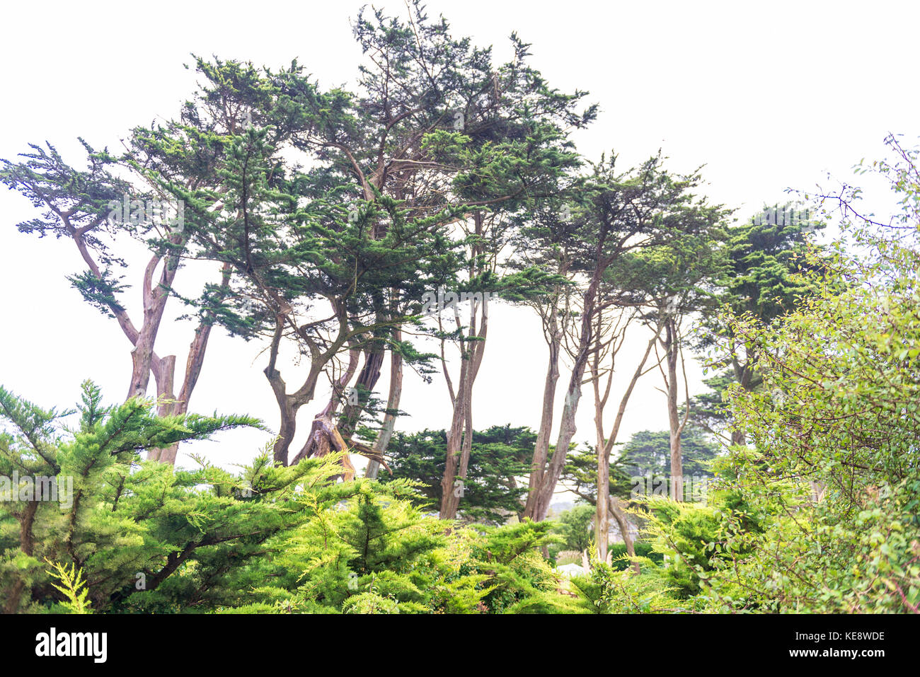Clump of trees adjacent to the beach at Daymer Bay in Cornwall Stock ...