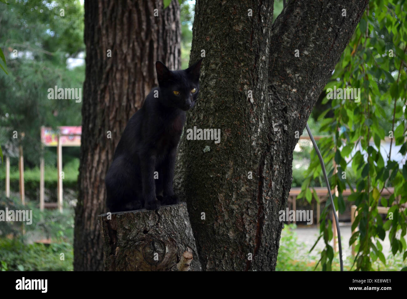 A Japanese black cat chasing something. Pic was taken in August 2017 ...