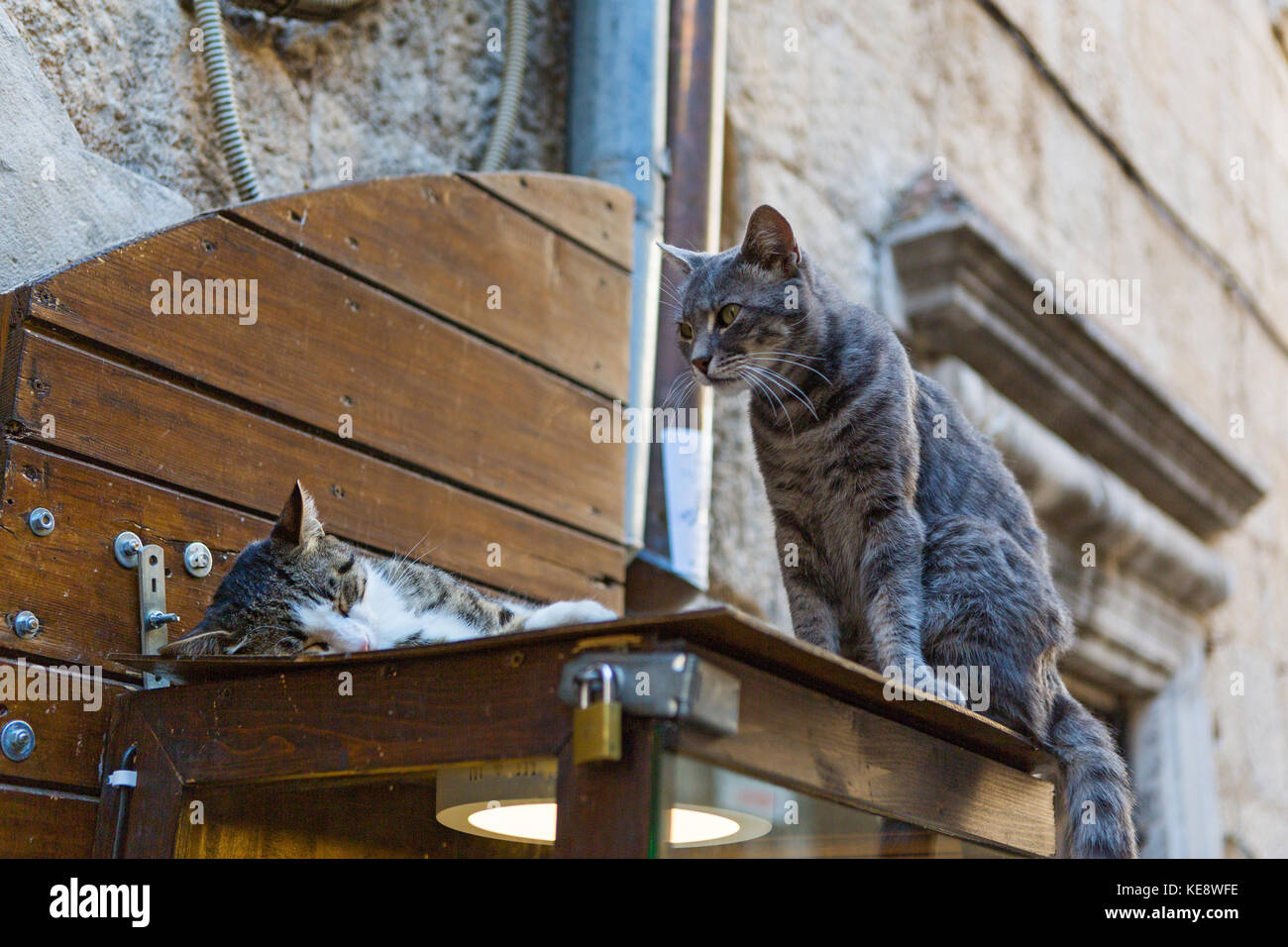 Two cats on a street showcase of the city Stock Photo - Alamy