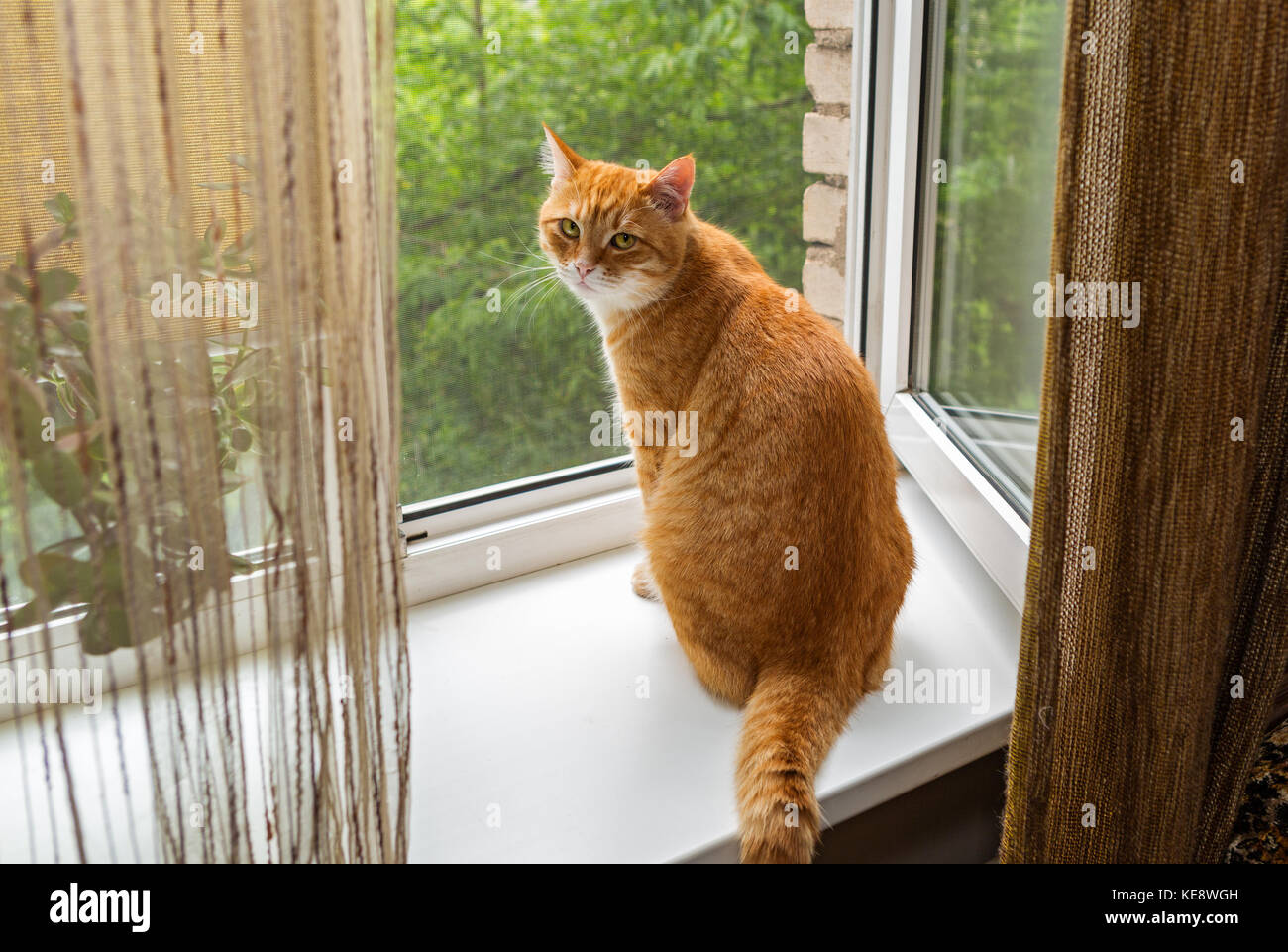 Red cat sitting on the windowsill in the summer Stock Photo - Alamy