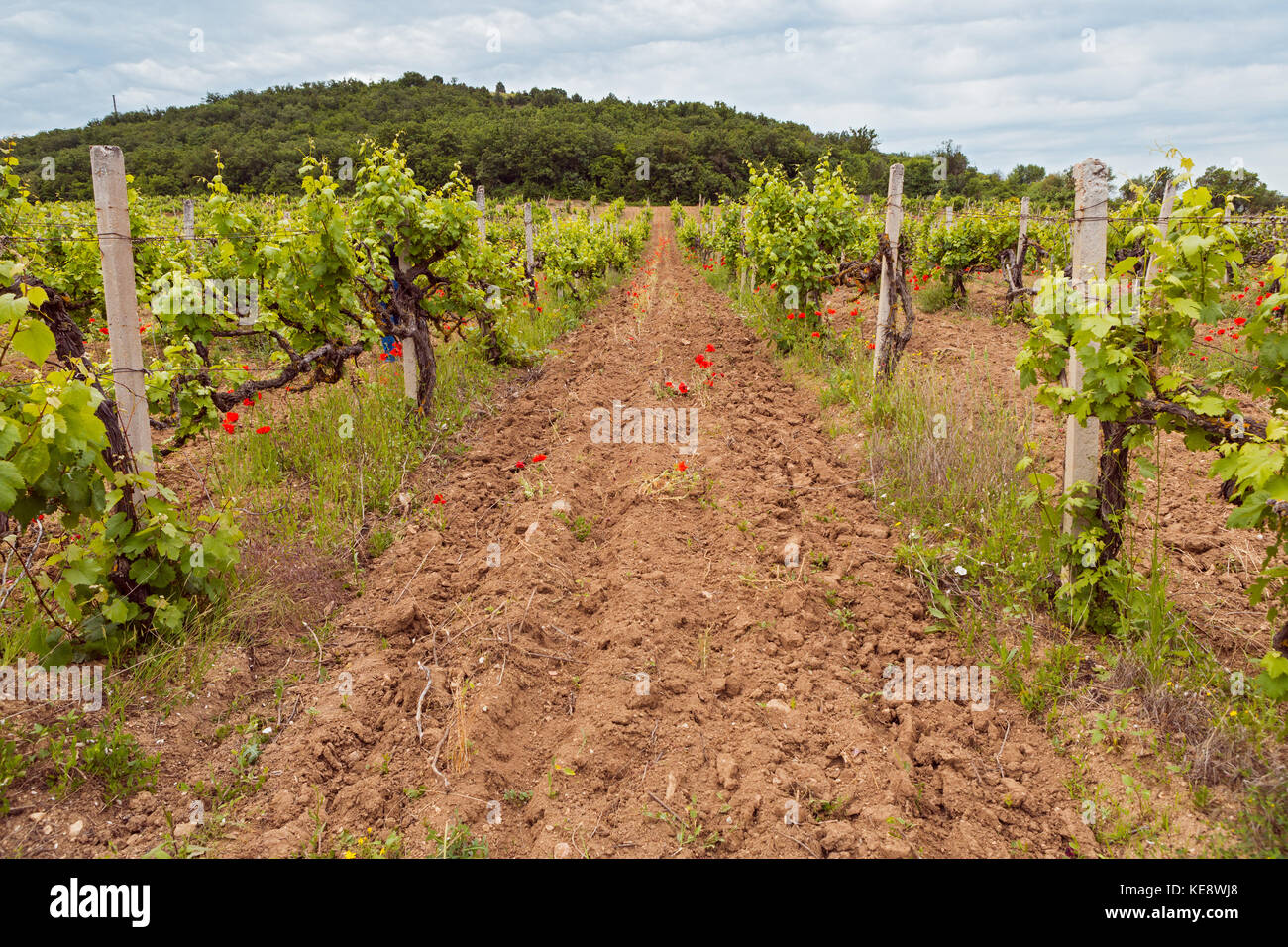 Spring field vineyards and wild wildflowers Stock Photo - Alamy