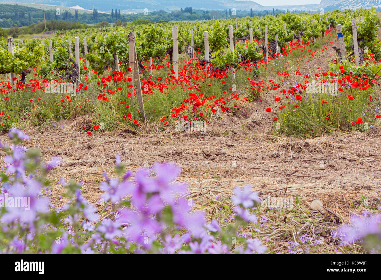 Spring field vineyards and wild wildflowers Stock Photo - Alamy