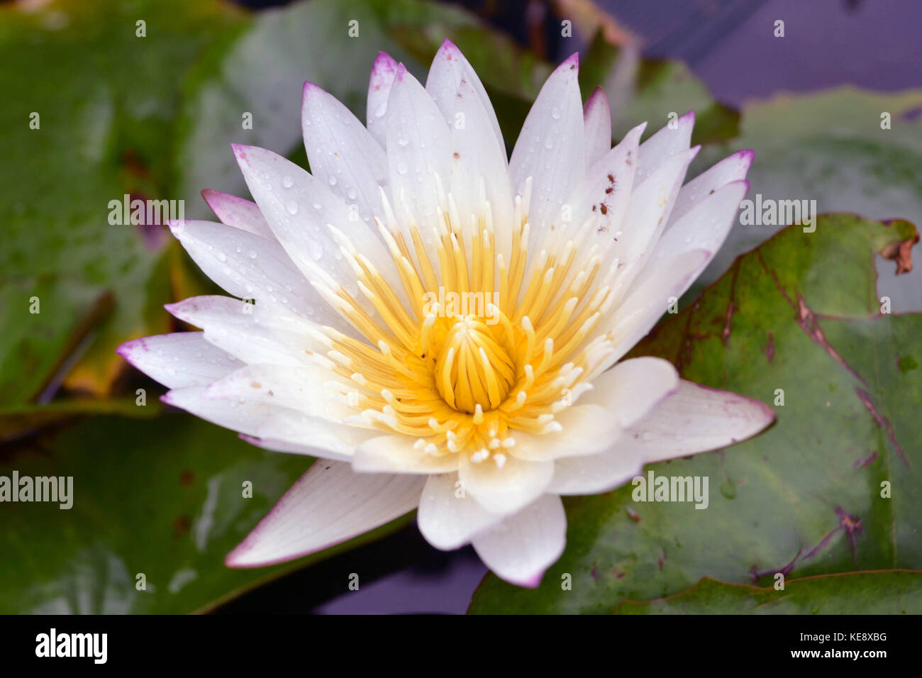 The bright lotus flower. Pic was taken in August 2017 Stock Photo - Alamy