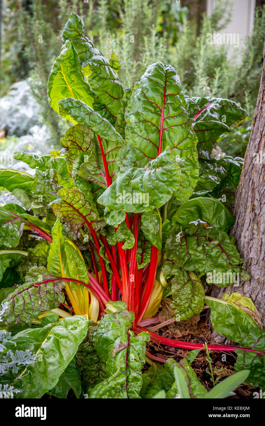 Close up of a fresh chard plant Stock Photo - Alamy