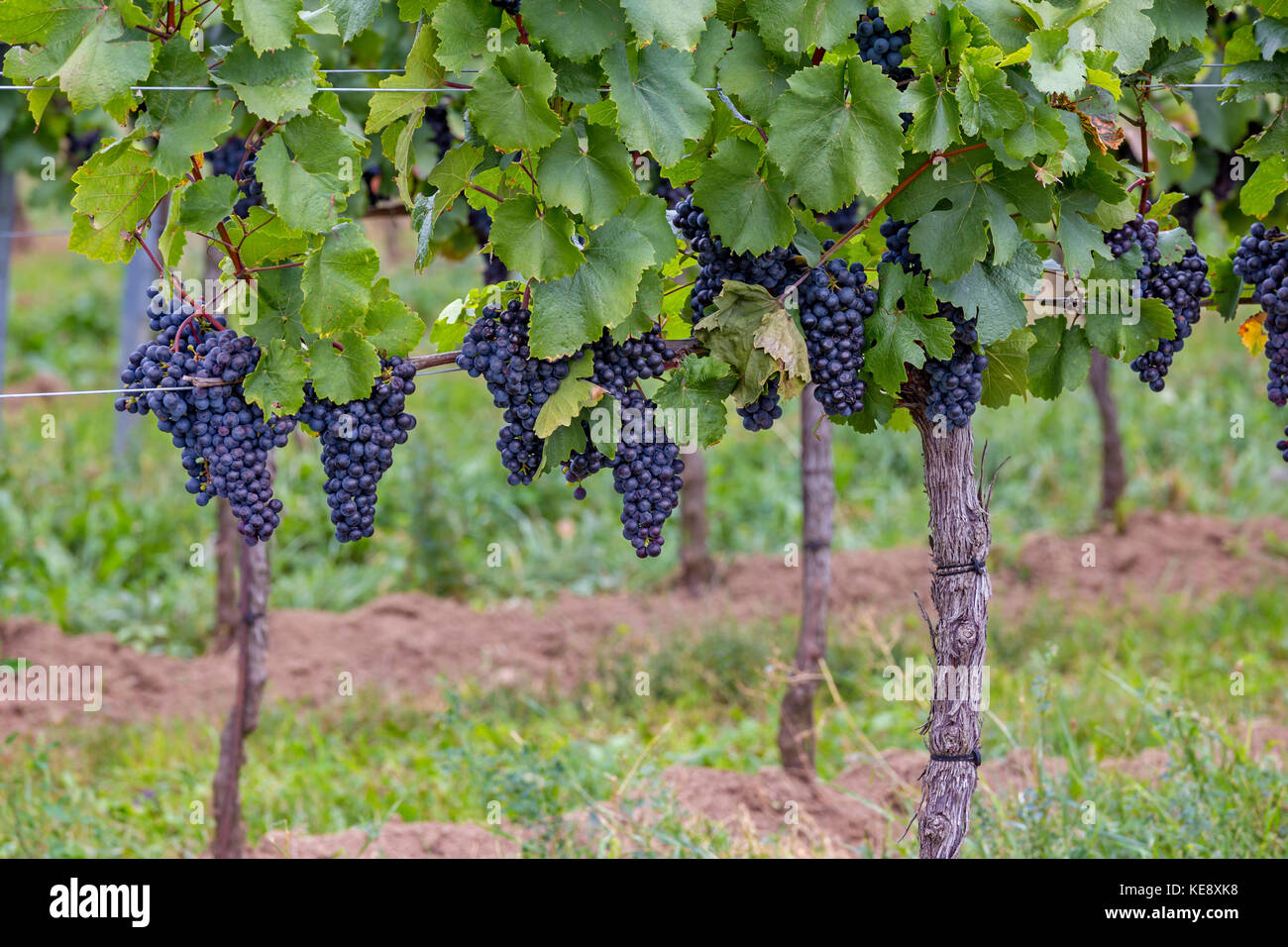 Mature grapes in autumntime in Austria, Burgerland Stock Photo - Alamy