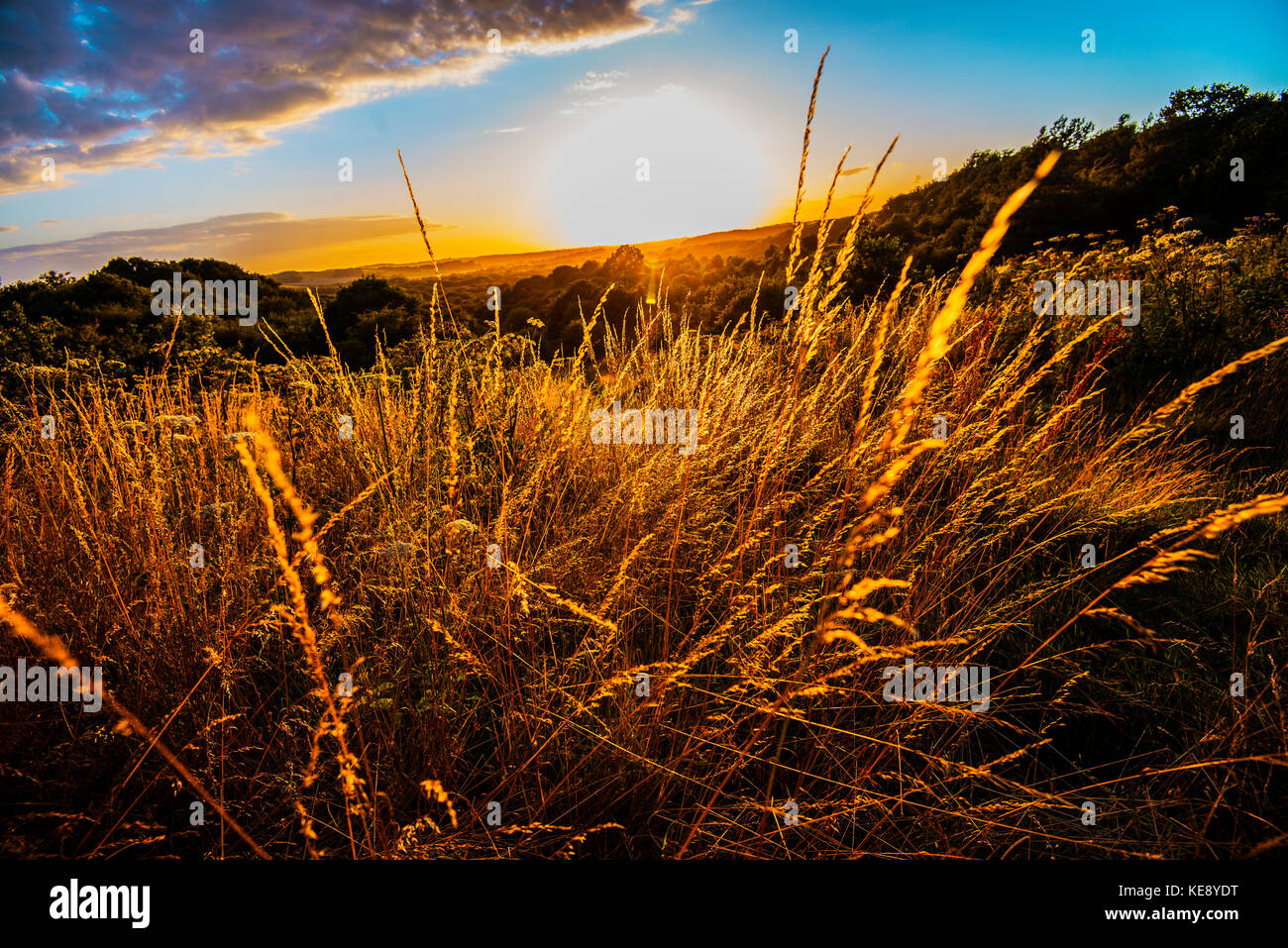 Golden Evening. The sunset rays strike the golden grasses in Combe ...
