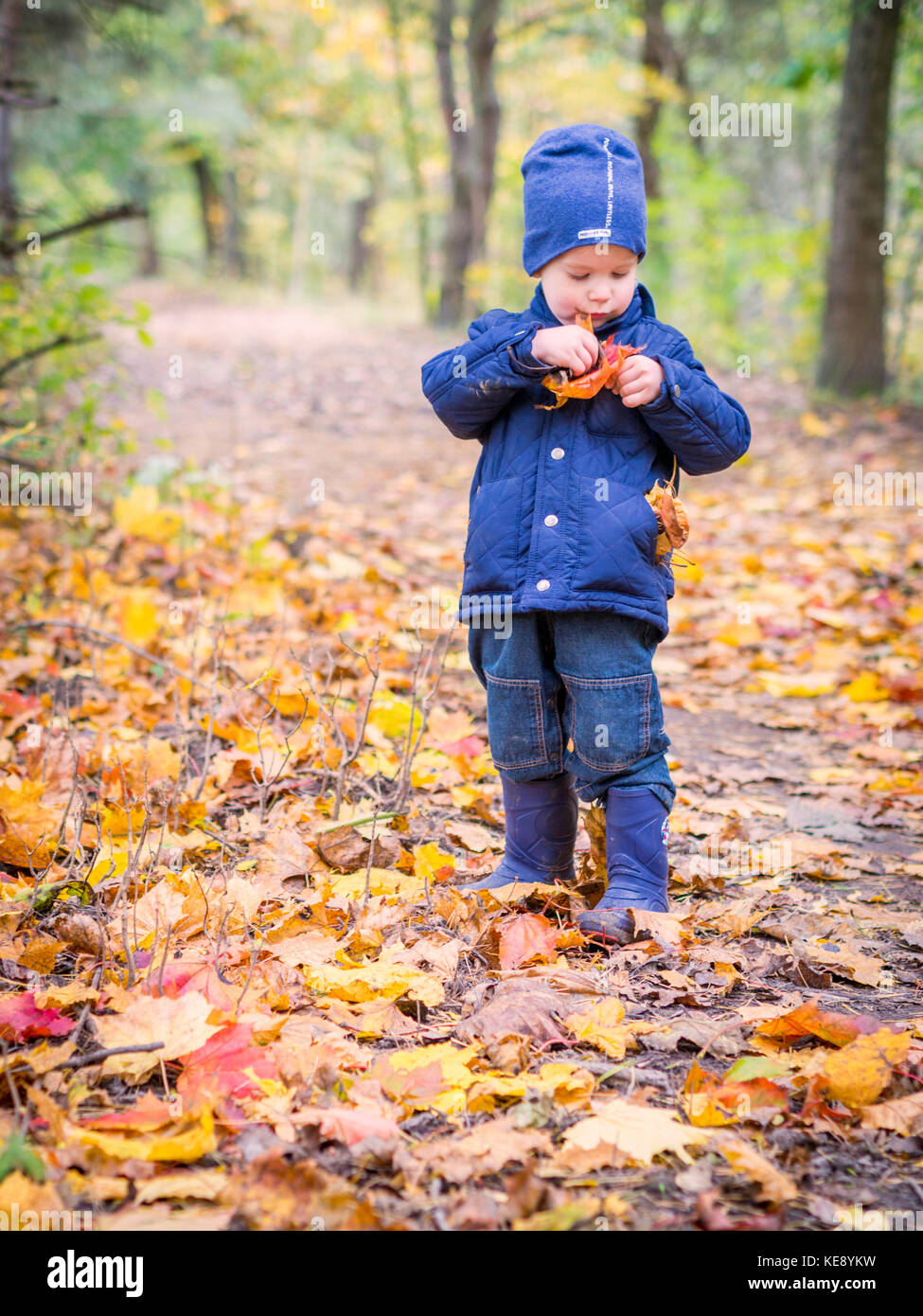 Boy picking up autumn leaves hi-res stock photography and images - Alamy